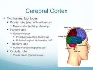 neuro-lecture 2 | PPT