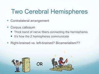 neuro-lecture 2 | PPT