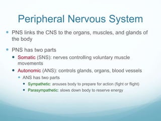 neuro-lecture 2 | PPT