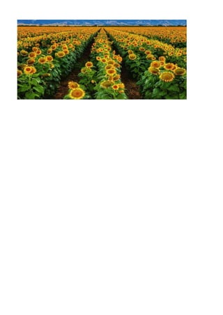 DACHE SANDEL(2).docx