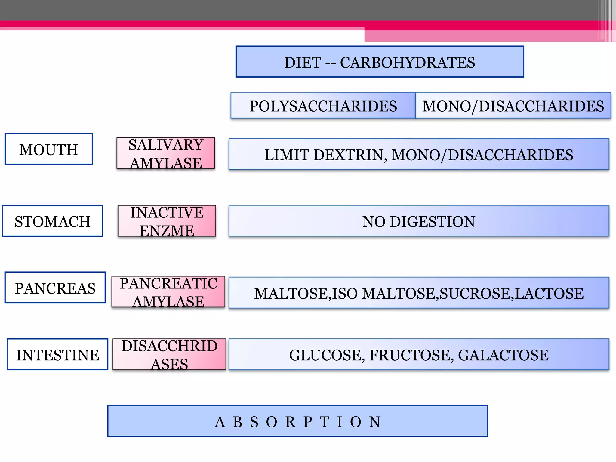 Digestion and Absorption of Carbohydrates | PPT