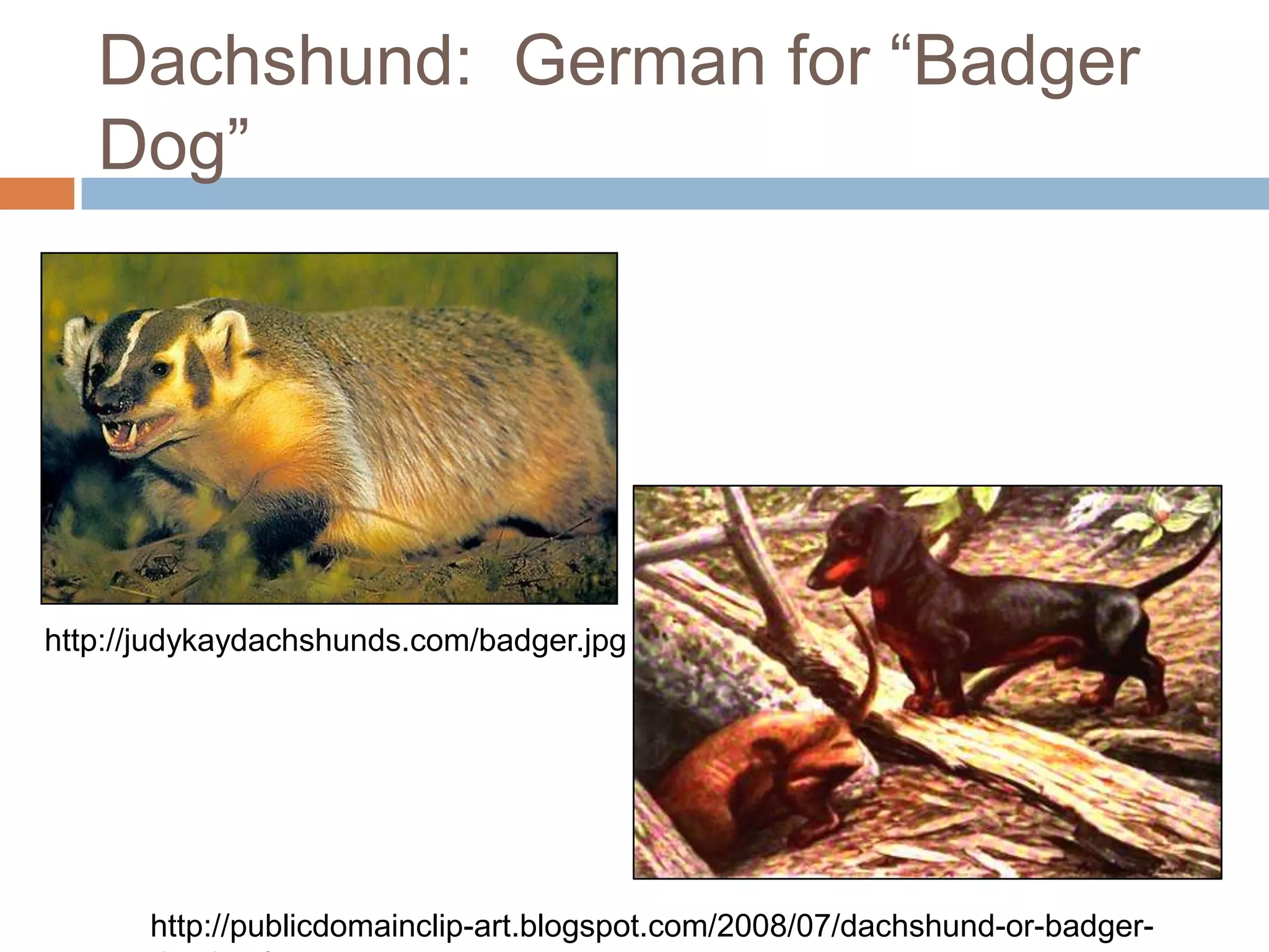 Dachshund power point | PPTX