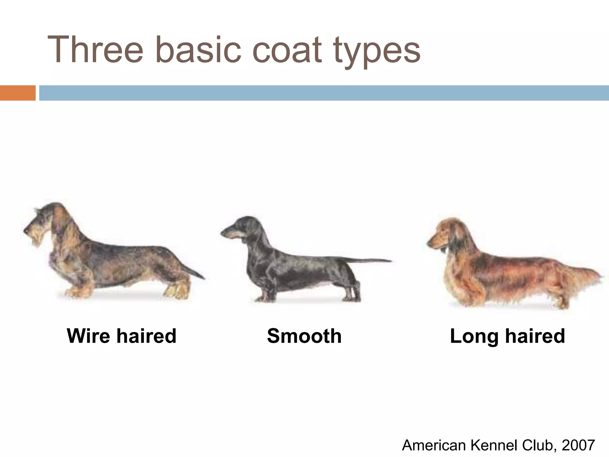 Dachshund power point | PPTX