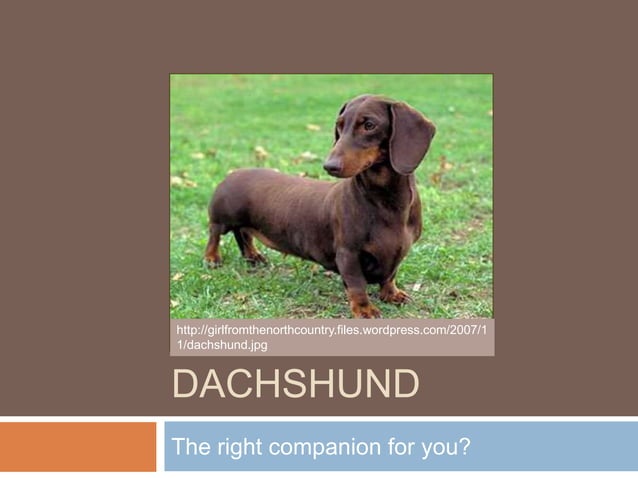 Dachshund power point | PPTX