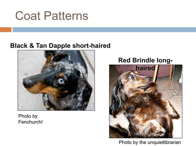 Dachshund power point | PPTX