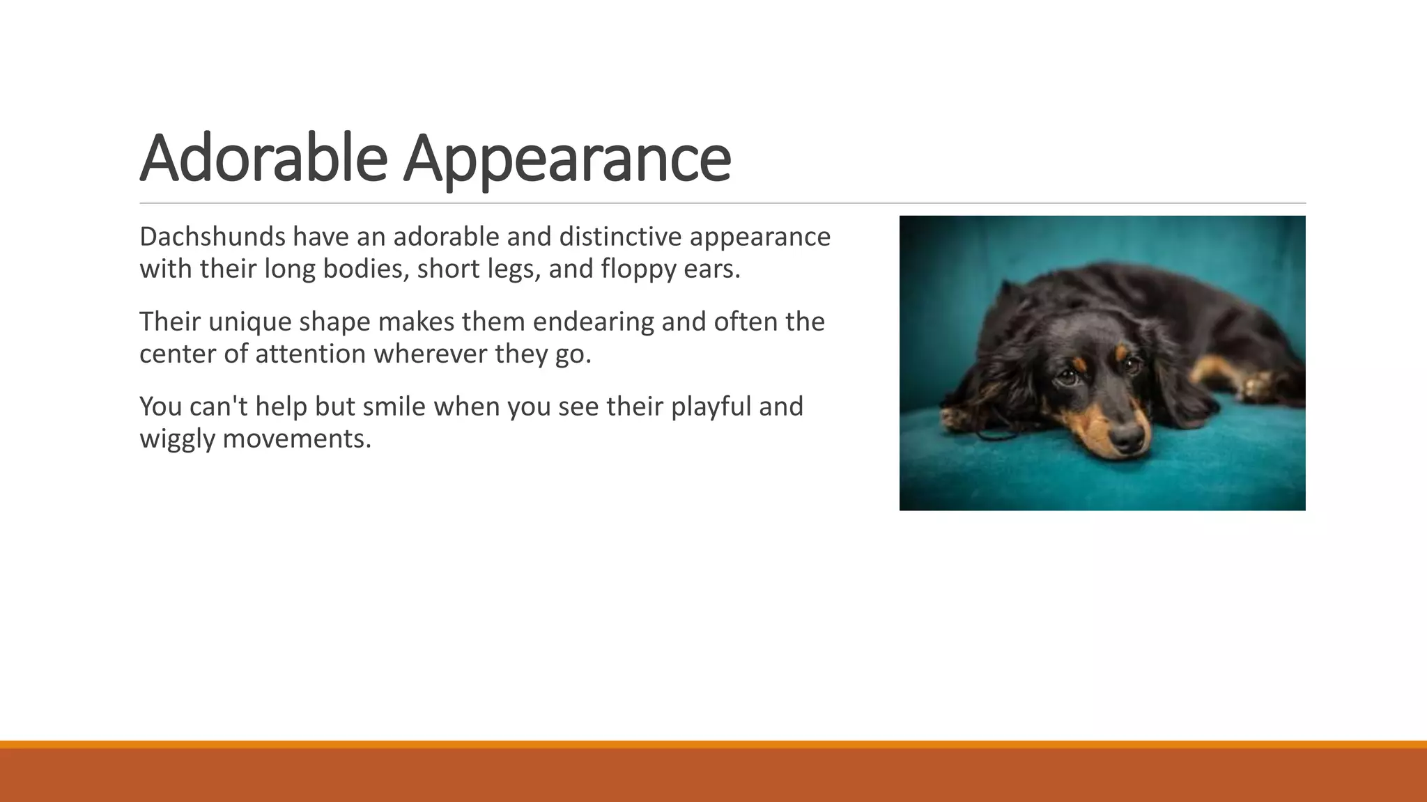 Dachshunds The Fun and Fabulous Companion.pptx