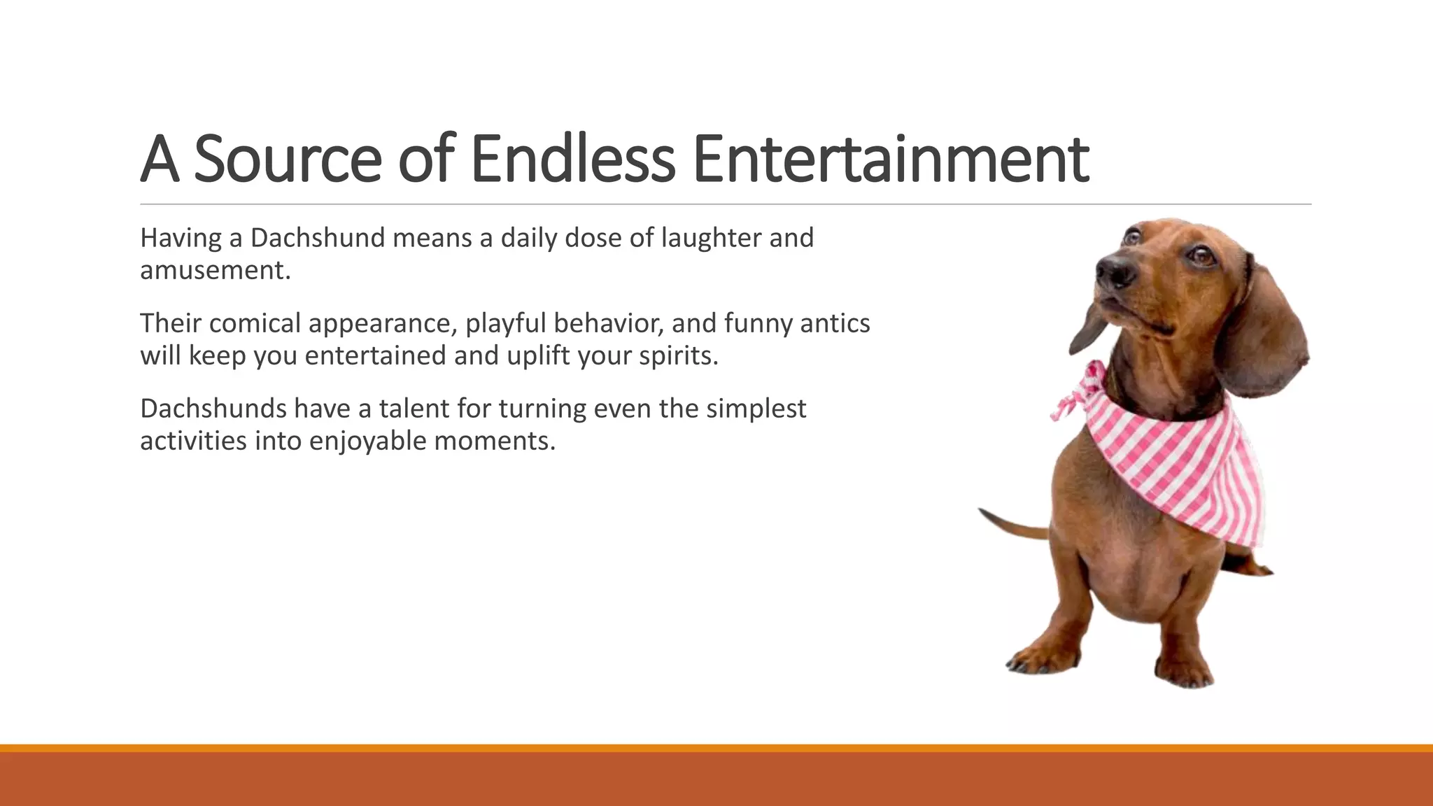 Dachshunds The Fun and Fabulous Companion.pptx