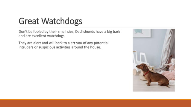 Dachshunds The Fun and Fabulous Companion.pptx