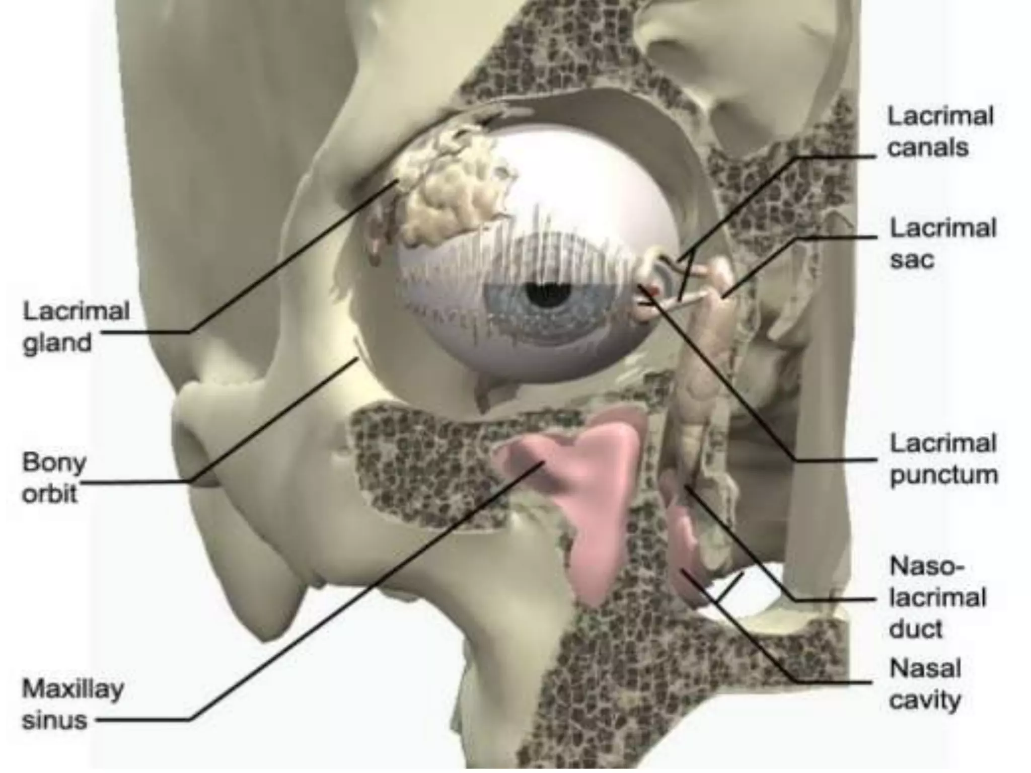Dacrocystography | PPTX
