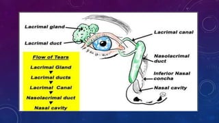 Dacrocystography.pptx