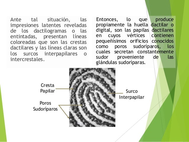 Dactilograma