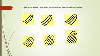 Dactiloscopia | PPTX