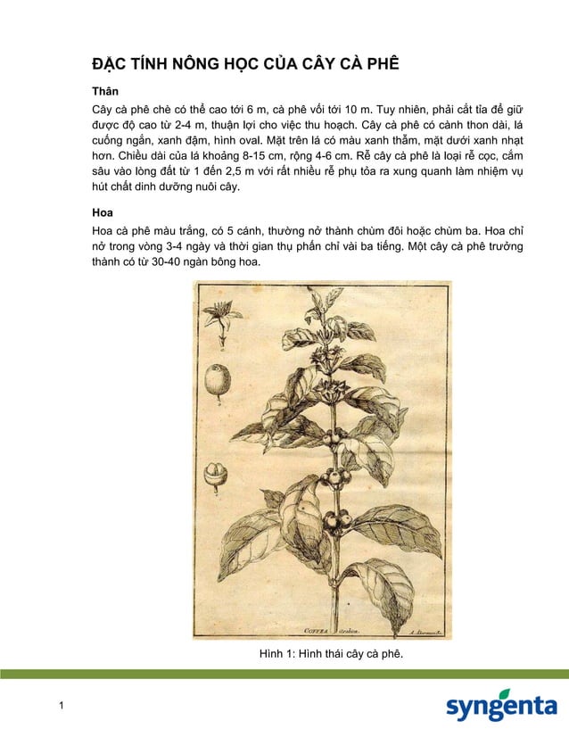 Dac tinh thuc_vat_cay_ca_phe_0 | PDF
