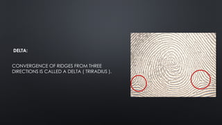 Dactylography is the study of fingerprints in human | PPTX