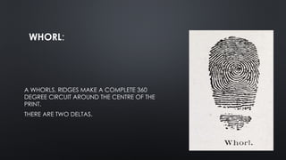 Dactylography is the study of fingerprints in human | PPTX | Crime ...