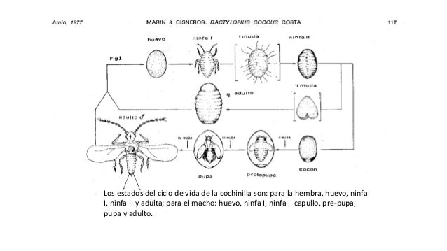 Dactylopiidae