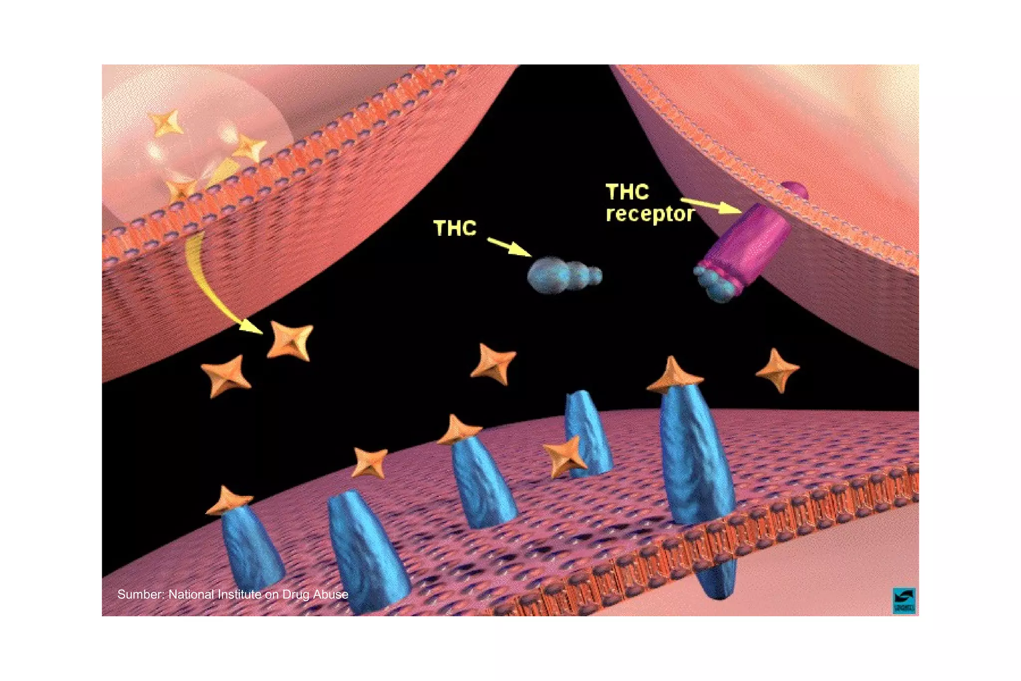 ( Dadah tindakbalas dan kesan inhalan, rokok,alkohol,dadah) | PPT