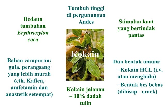 ( Dadah tindakbalas dan kesan inhalan, rokok,alkohol,dadah) | PPT