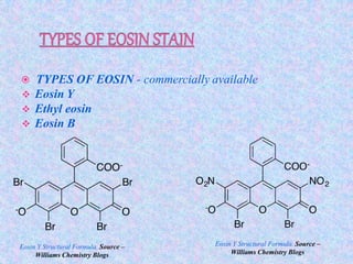 Dental Anatomy and Dental Histology Project on Hematoxylin & Eosin ...