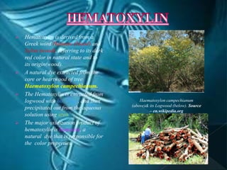 Dental Anatomy and Dental Histology Project on Hematoxylin & Eosin ...