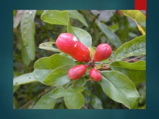 Dadim presentation for ayurveda Students | PDF