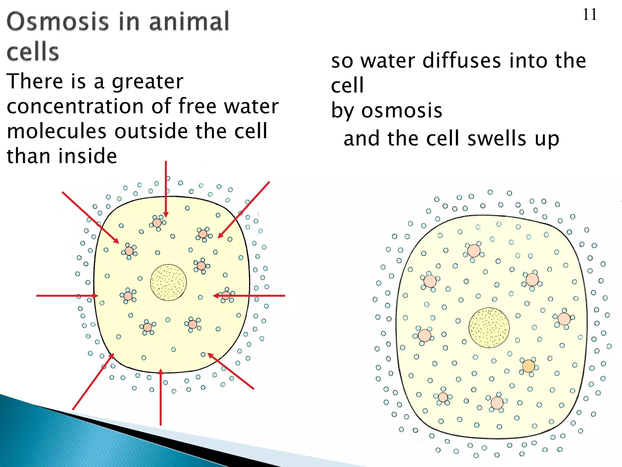 OSMOSIS | PDF