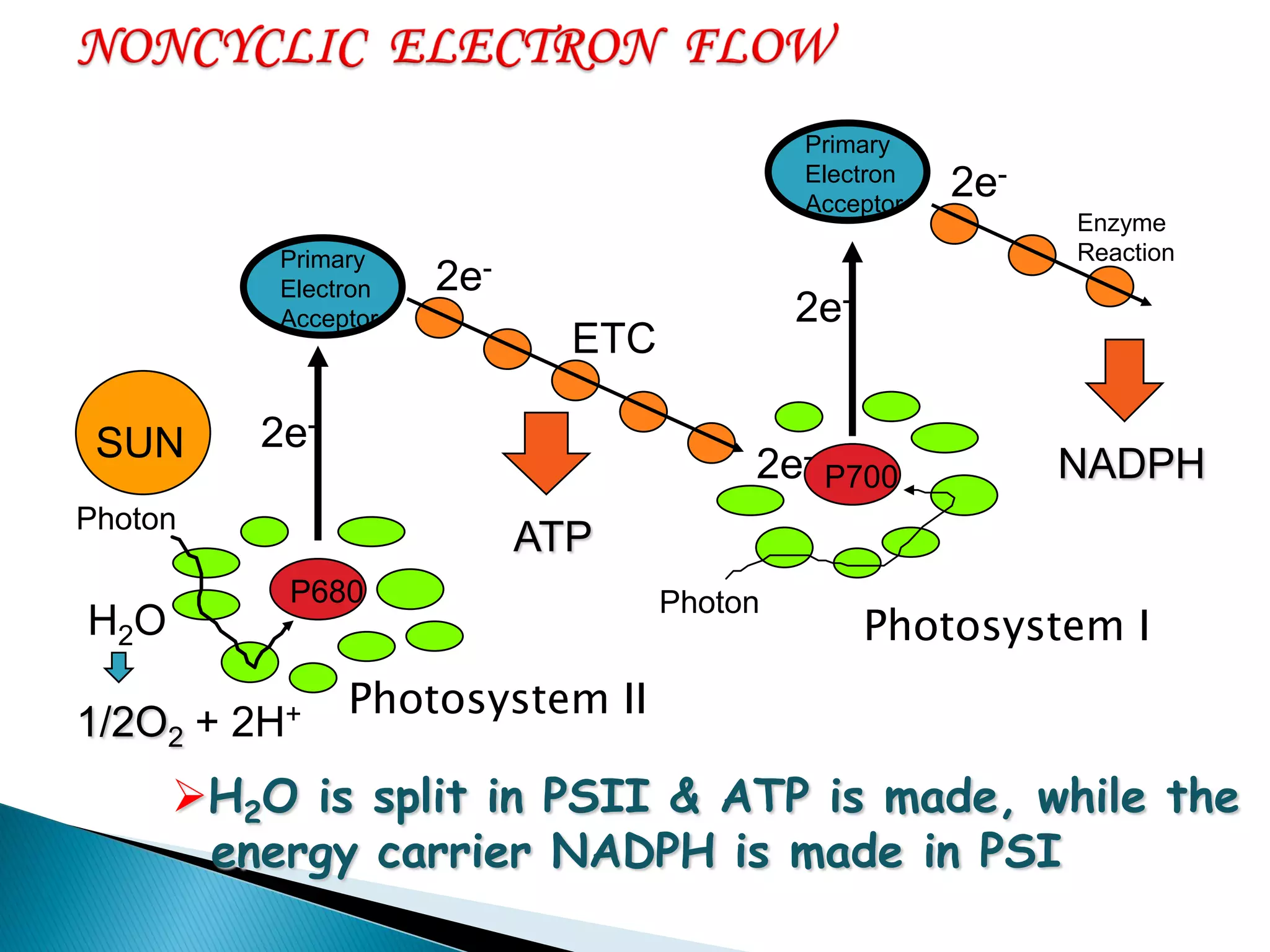 powerpoint presentation on topic photosynthesis | PDF