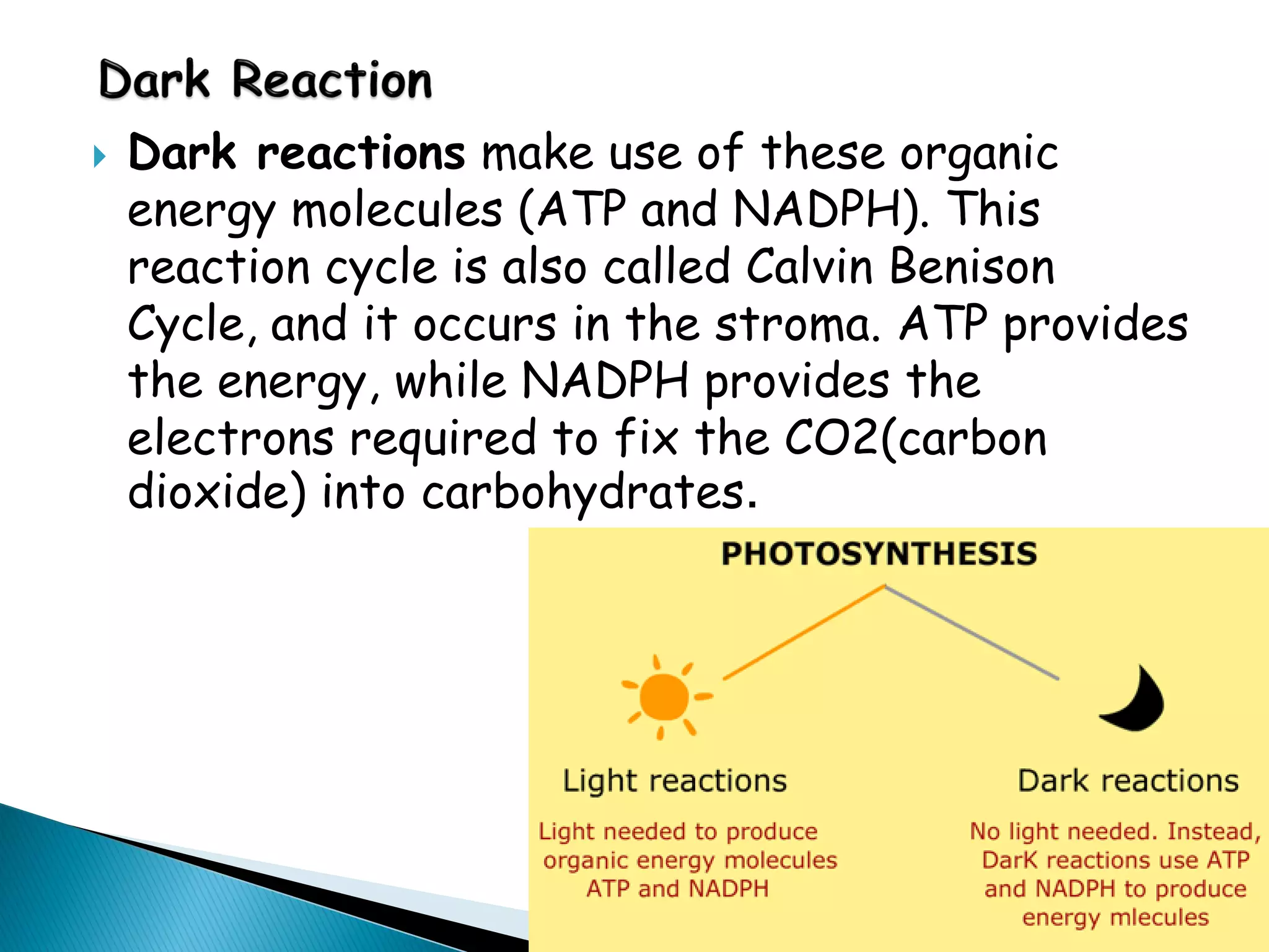 powerpoint presentation on topic photosynthesis | PDF