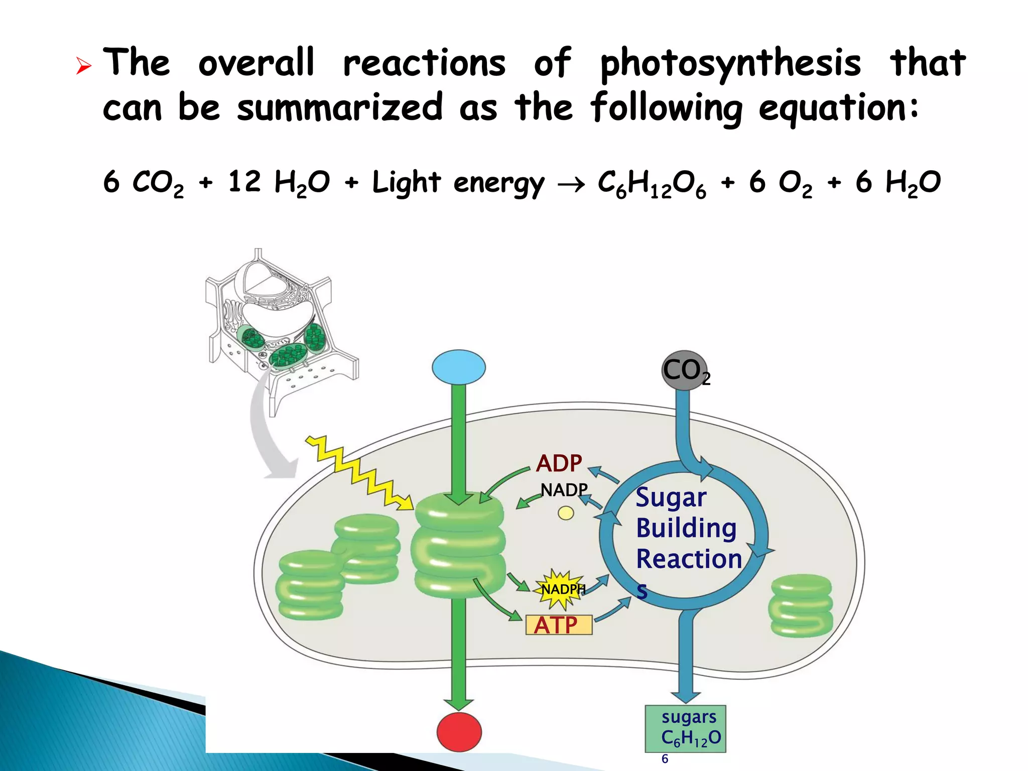 powerpoint presentation on topic photosynthesis | PDF