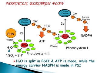 powerpoint presentation on topic photosynthesis | PDF