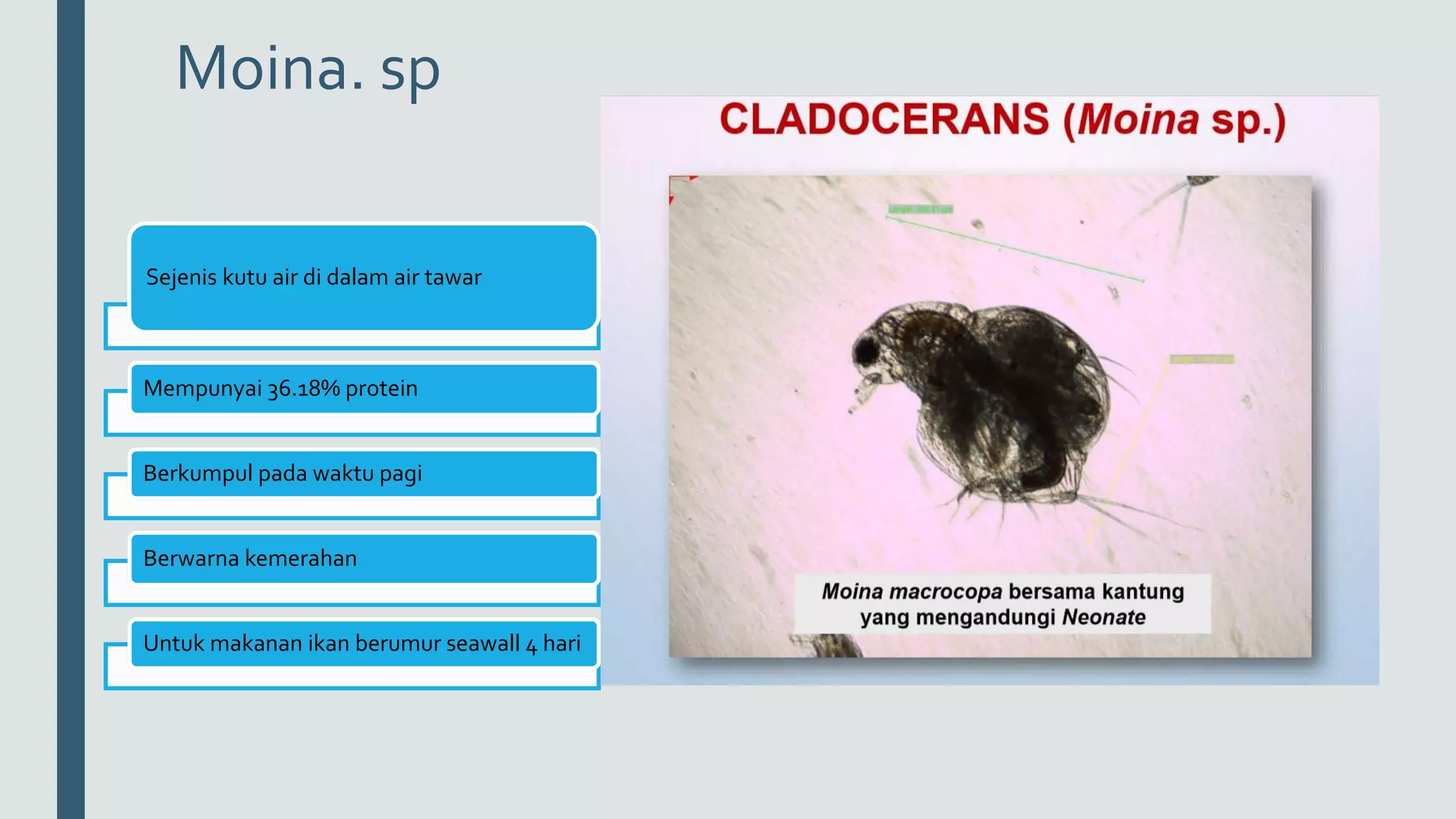 Slide PPT Moina.sp Daf 1042 tv t1 | PPT