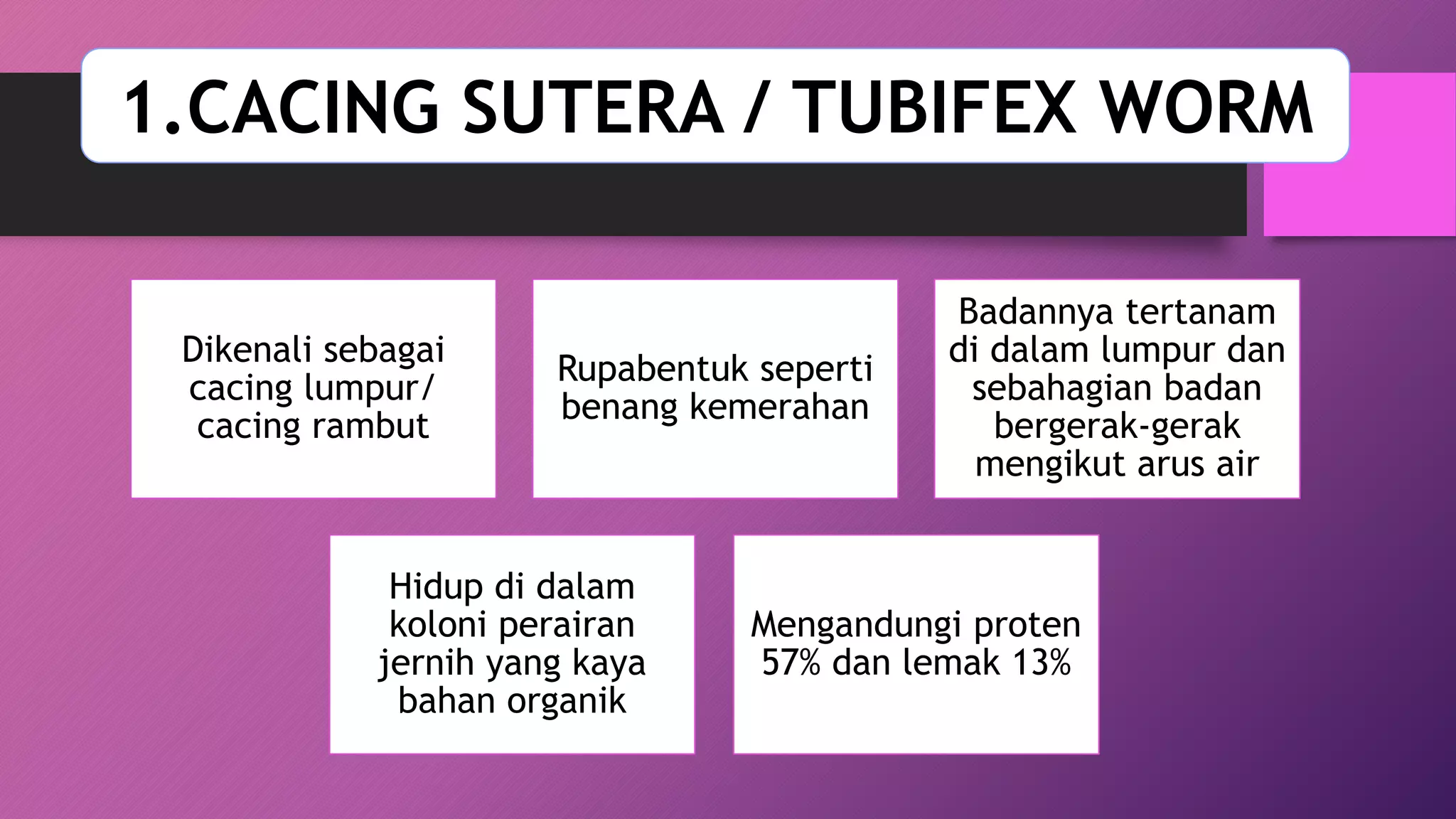 Slide PPT Mikroworm Daf 1042 tv t3 | PPT