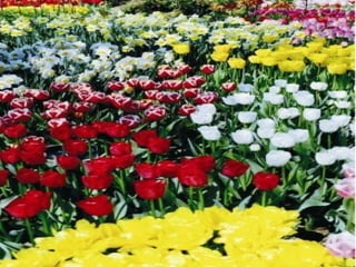 Daffodil Principle | PPS