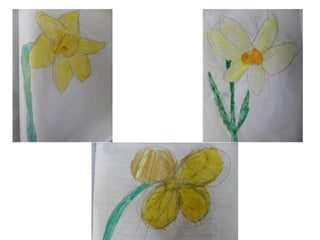 Daffodils | KEY