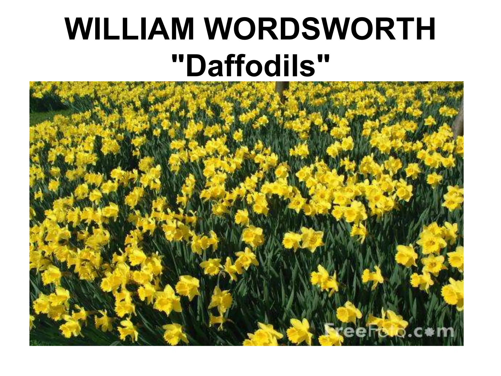 Wordsworth's "Daffodils": a deep analysis | PPT