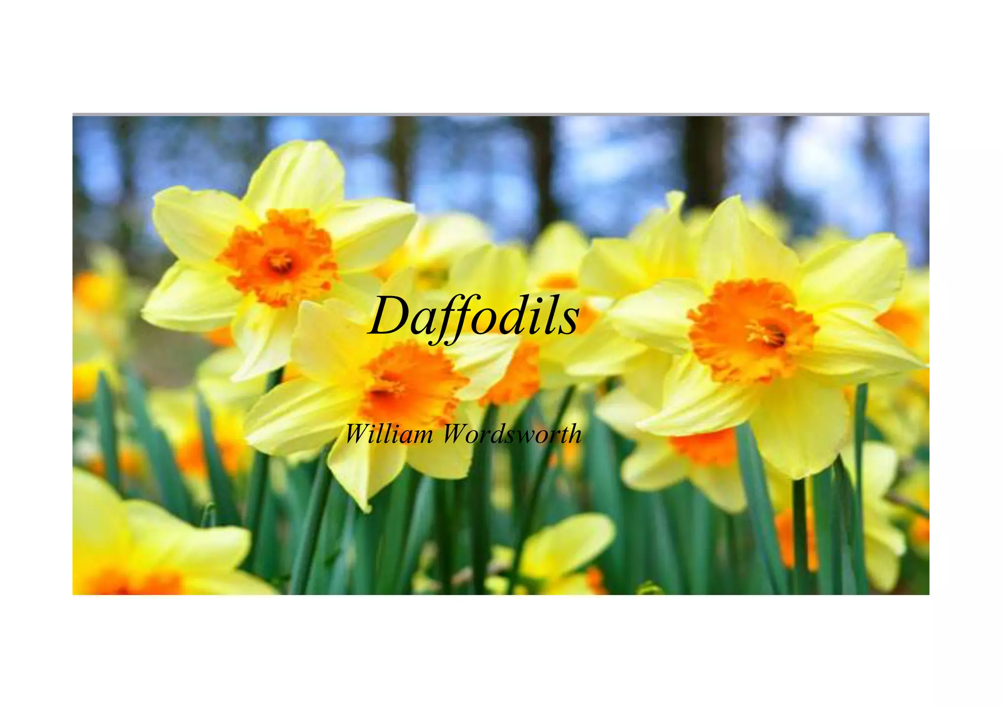 Daffodils ppt | PDF