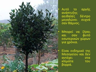 Δάφνη | PPTX