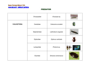 PREDATOR HAMA DI INDONESIA | PPT