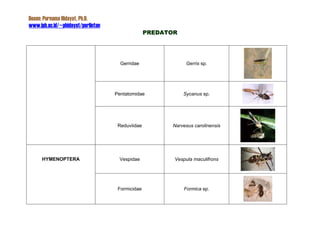 PREDATOR HAMA DI INDONESIA | PPT