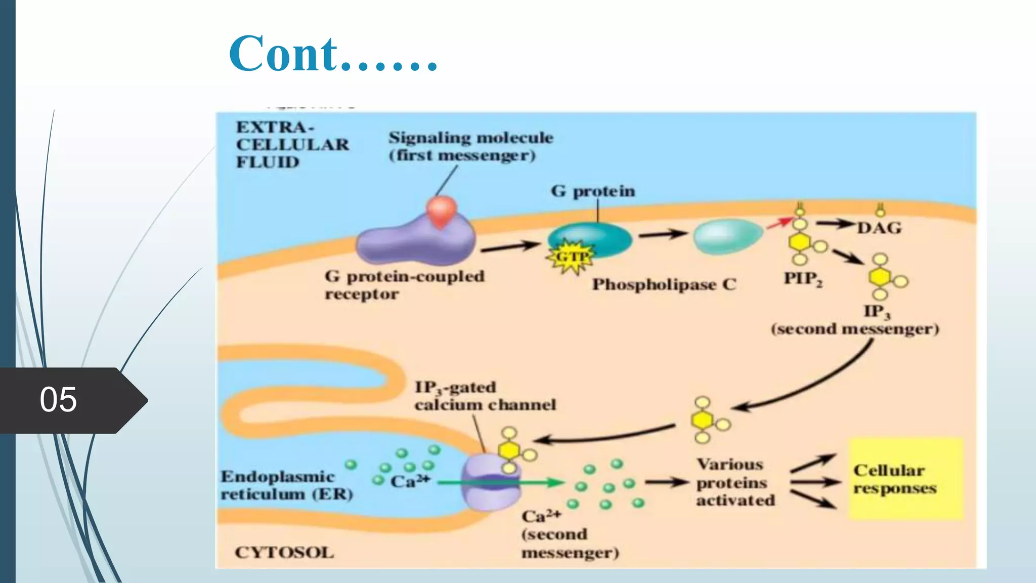 Diacylglycerol pathway | PPTX