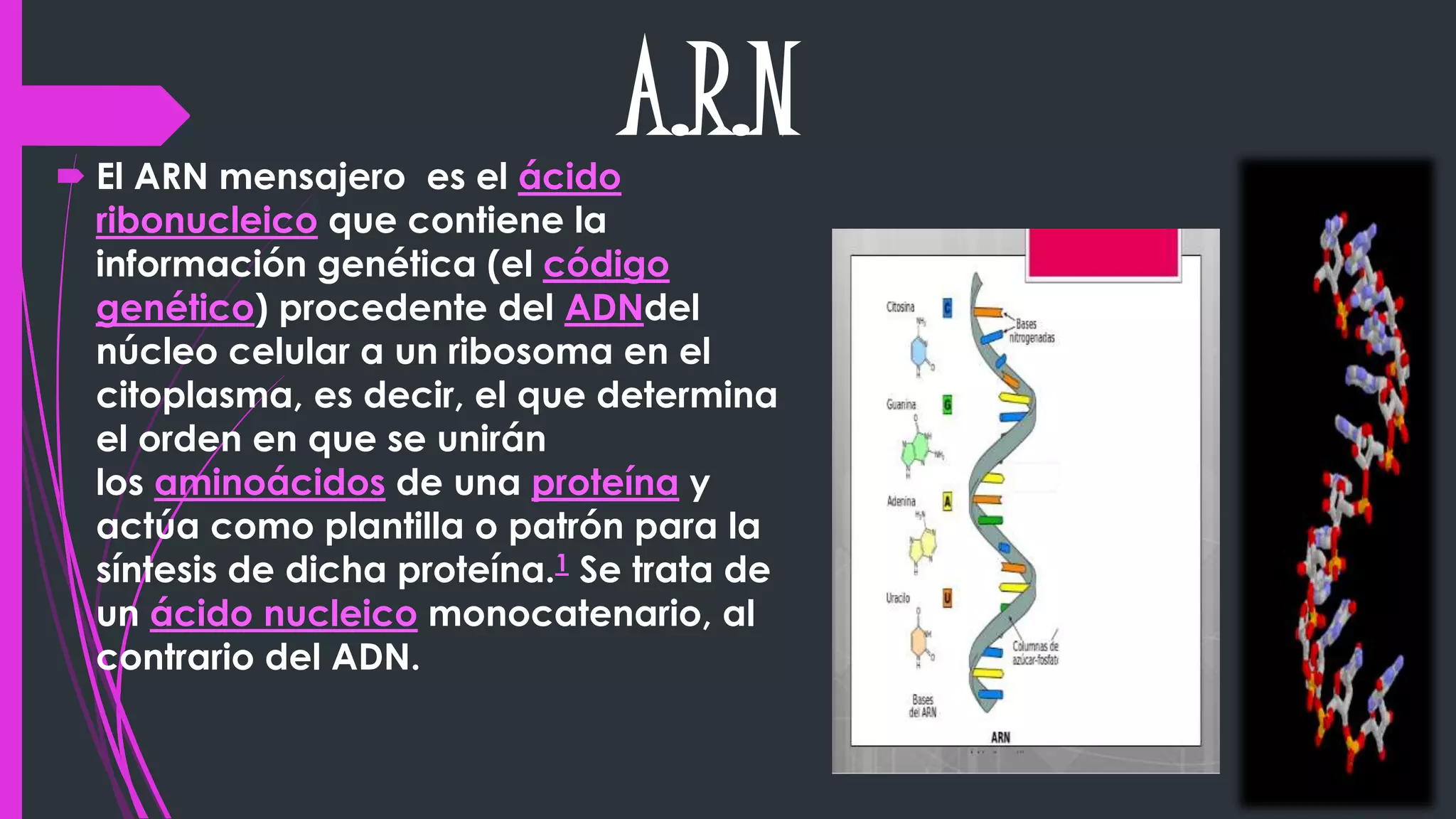 ADN y Síntesis de proteinas | PPT