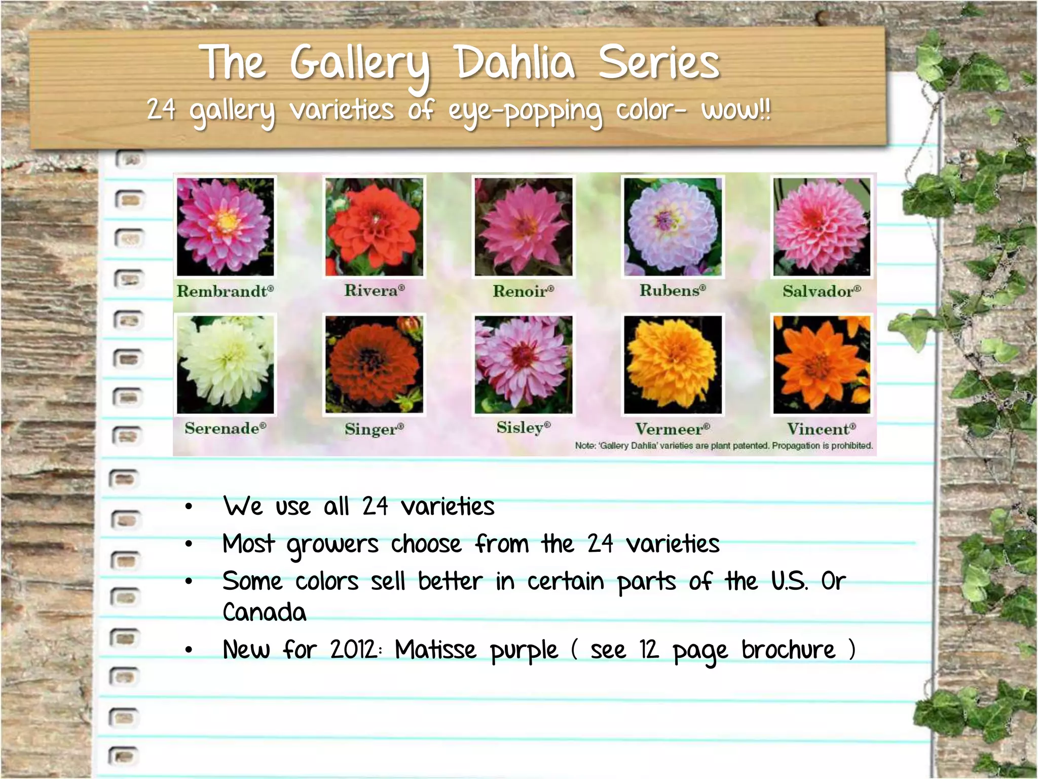 Dahlia series presentation | PPTX