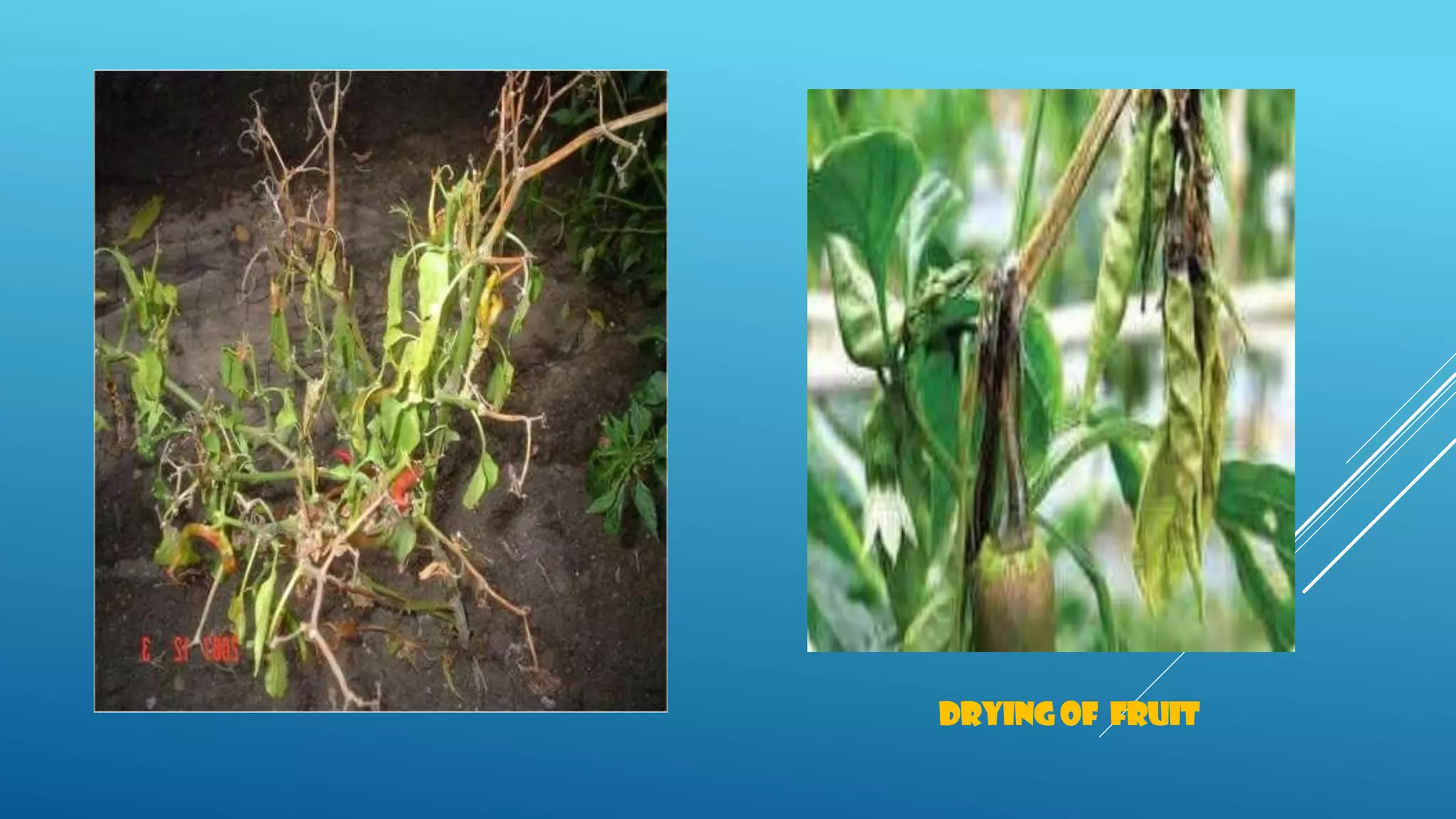 Dai back of chilli | PDF