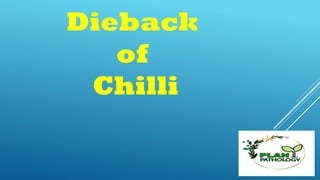 Dai back of chilli | PDF