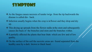 Dai back of chilli | PDF