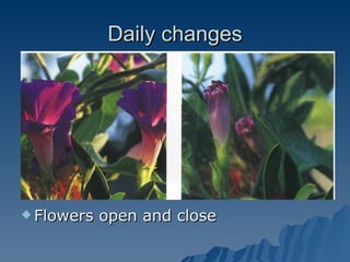 Daily And Seasonal Changes | PPT