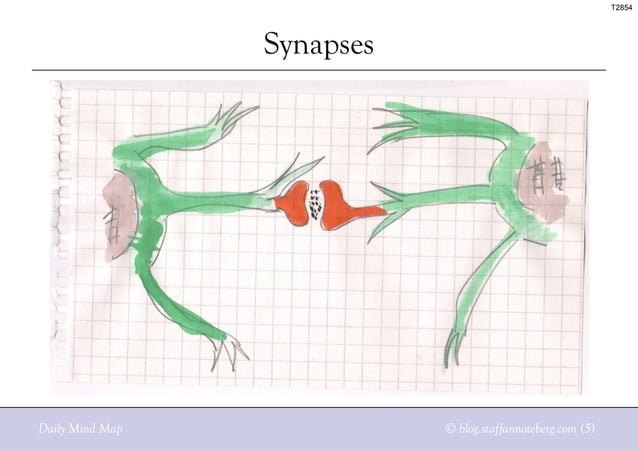 Daily Mind Map | PPT