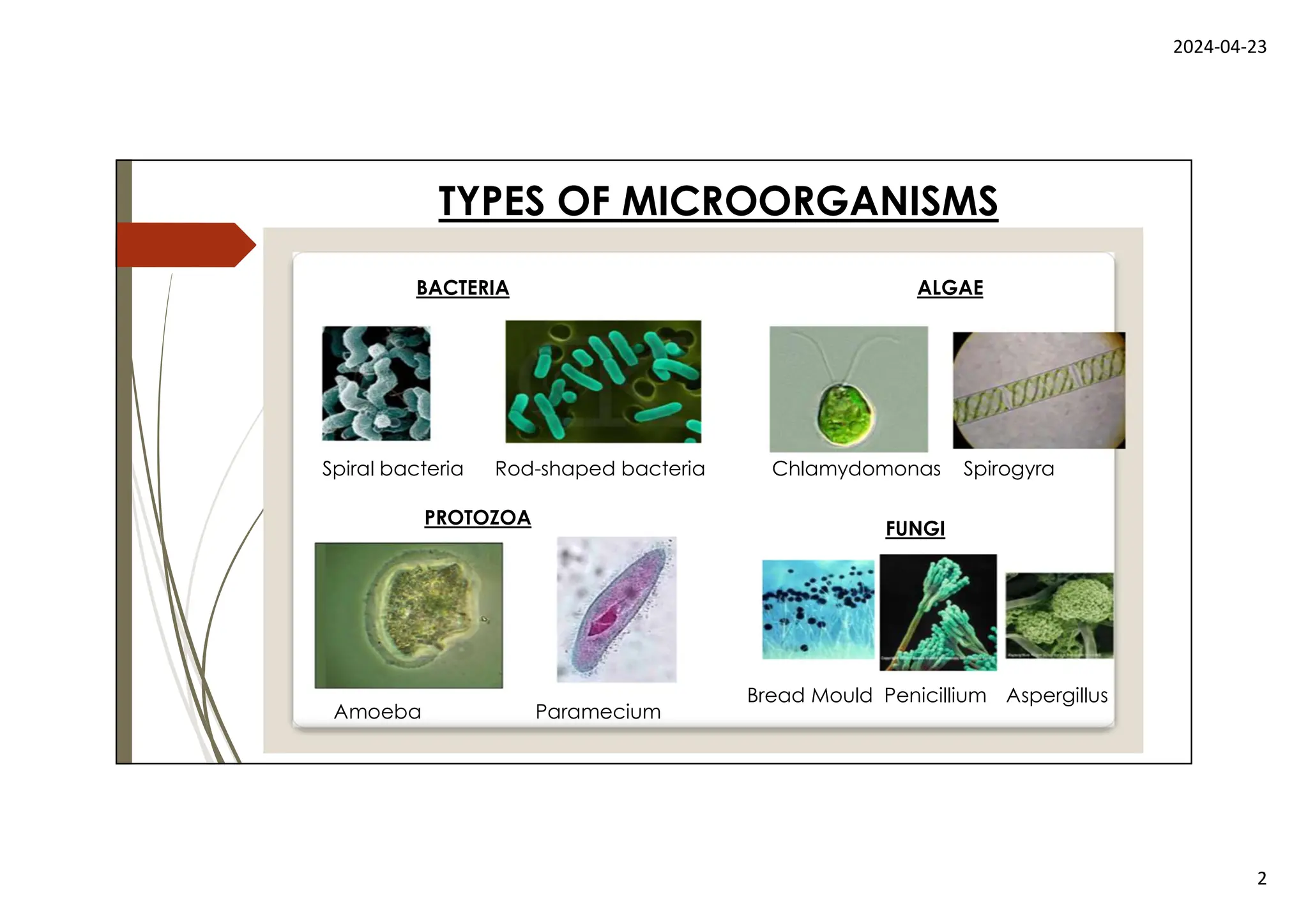 The various types of micro-organisms in the world | PDF