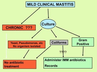 Better Milk Quality from Better Mastitis Therapy Decisions- Dr. Ron ...