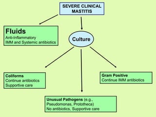 Better Milk Quality from Better Mastitis Therapy Decisions- Dr. Ron ...